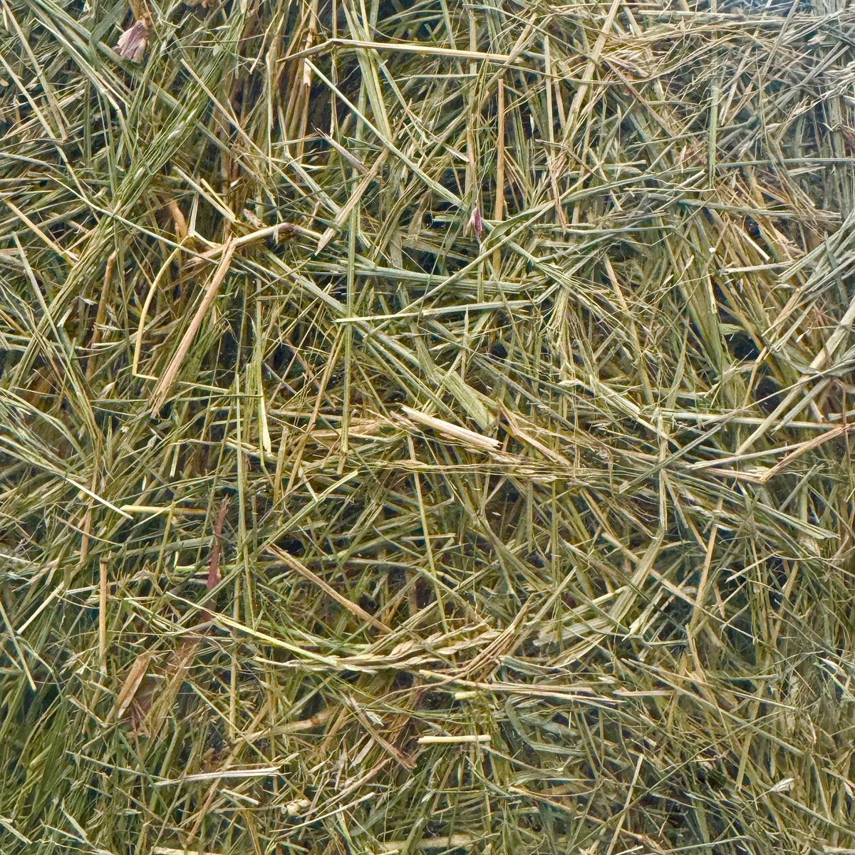 Meadow Hay (biscuits) – The Pet Connection